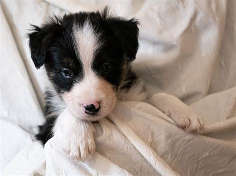 Top 10 Miniature Border Collie Breeds Border Collies Life