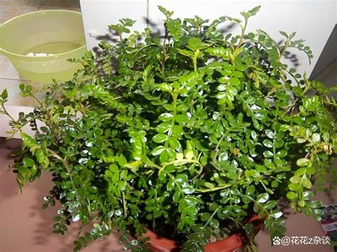 驱蚊植物排行榜的前十名是哪些？ 关注森林