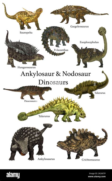 Difference Between Ankylosaurus And Euoplocephalus