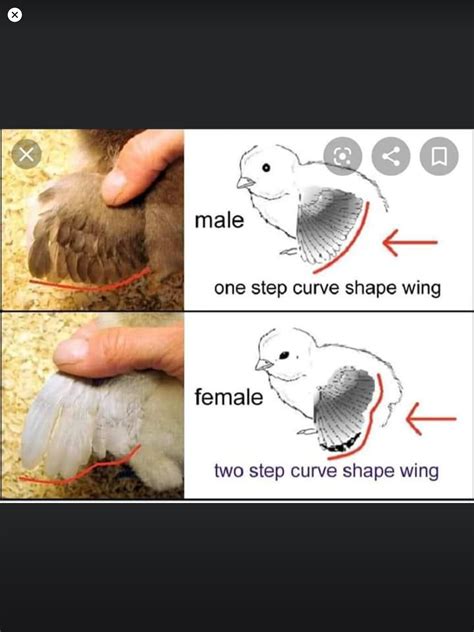 How To Sex Your Chickens Tips And Tricks Artofit