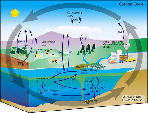 Biogeochemical Cycle Wikipedia