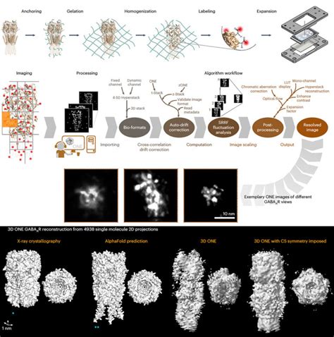 One Step Nanoscale Expansion Microscopy Reveals Individual Protein Shapes Synthetic