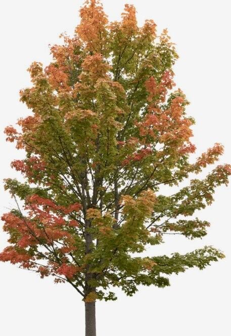 Im Curious About Leaf Settings Speedtree Unity Discussions