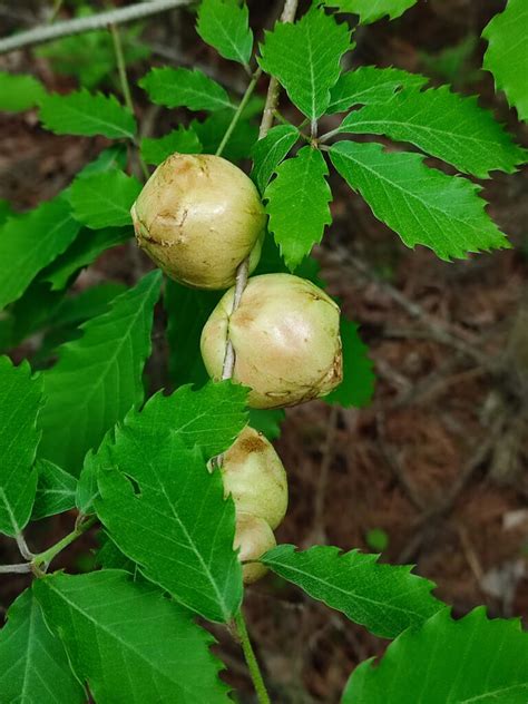 没食子：小さな建築家が作る、歴史を綴る不思議な宝石 わたしの花図鑑