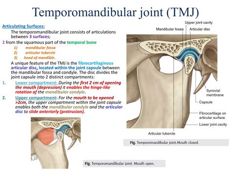 Anatomy Of The Temporal Region And Temporomandibular Joint Pptx