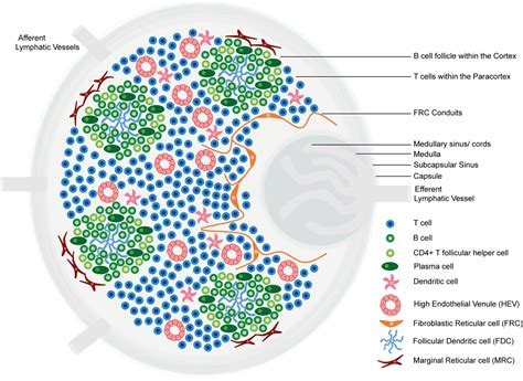 Frontiers Tertiary Lymphoid Structures In Cancer Drivers Of