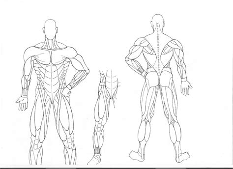 Human Body Anatomy Drawing At Getdrawings Free Download