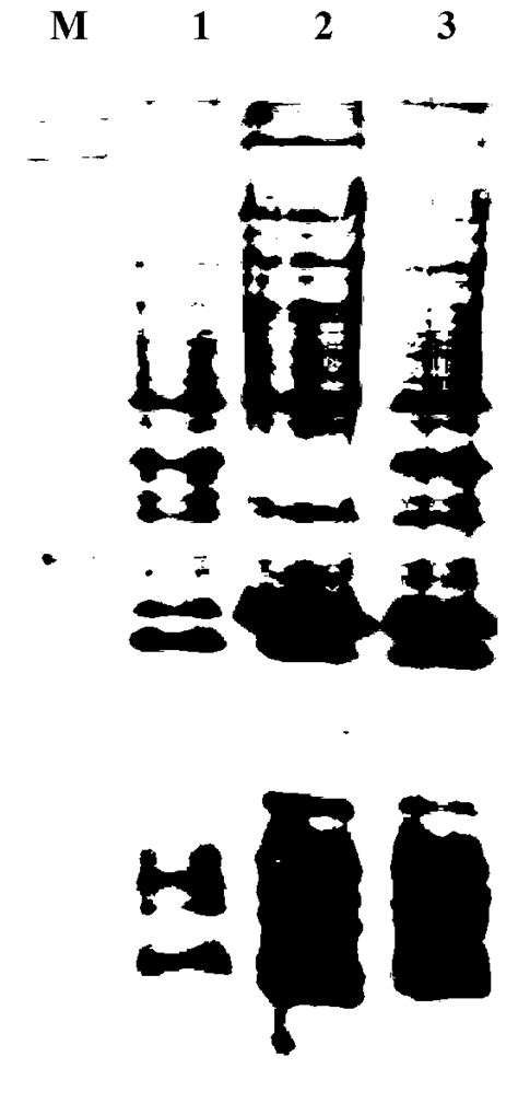Preparation Of Pcv2 Orf2 Capsid Protein Virus Like Particles Derived From Escherichia Coli
