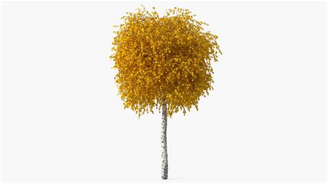 Small Birch Tree Yellow 3d Model 29 Obj Lxo Ma Max Fbx C4d Blend 3ds Free3d