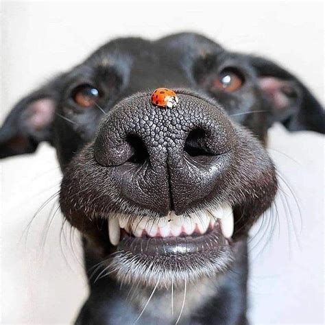 אנחנו דרגו את התמונה מ 1 עד 10 🐕🐞 Facebook