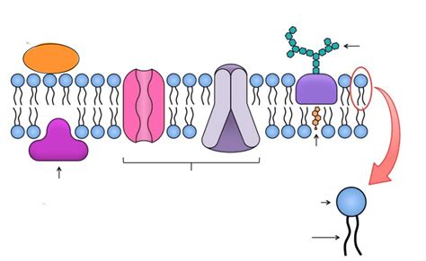 Cell Membrane Cartoon