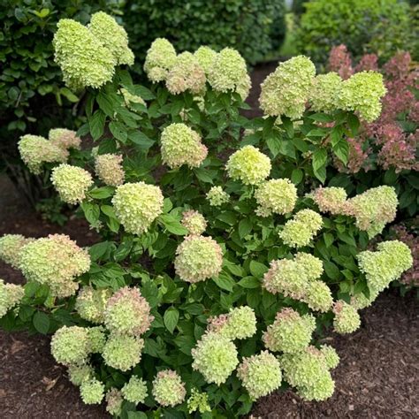 Hydrangea Paniculata Little Lime® Panicle Hydrangea Winding Creek