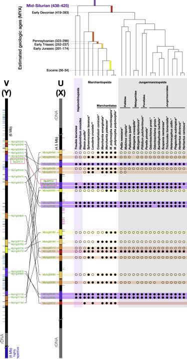Identification Of The Sex Determining Factor In The Liverwort