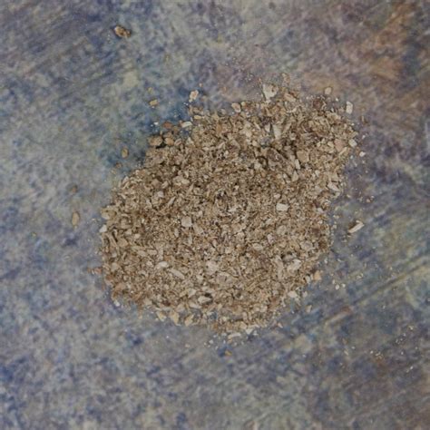 Candy Cap Mushroom Powder ~ Maple Syrup Mushroom Wild Foraged Blue