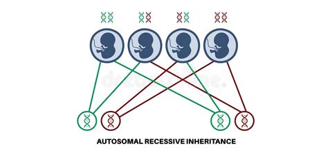 Autosomal Recessive Stock Illustrations 273 Autosomal Recessive Stock