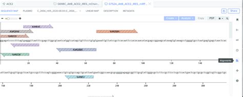 Sanger Seq Analysis Finding Correct Clones Matreyek Lab