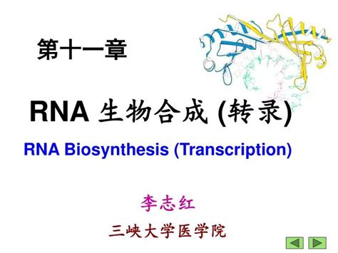 Ppt Rna Biosynthesis Transcription Powerpoint Presentation Free Download Id 4735778