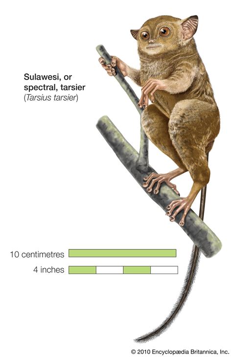 Primate Teeth Diet Evolution Britannica