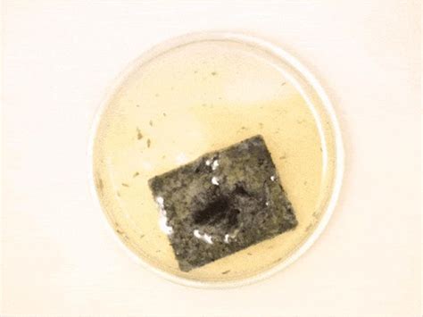 New Recyclable Plastic Can Break Its Molecular Bonds And Start Over