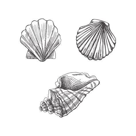 Pencil Drawings Of Seashells