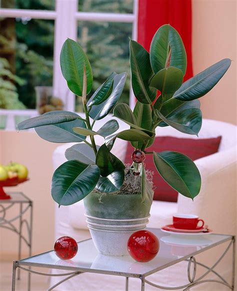 Ficus Elastica Robusta Care Your Guide To Thriving Rubber Plants