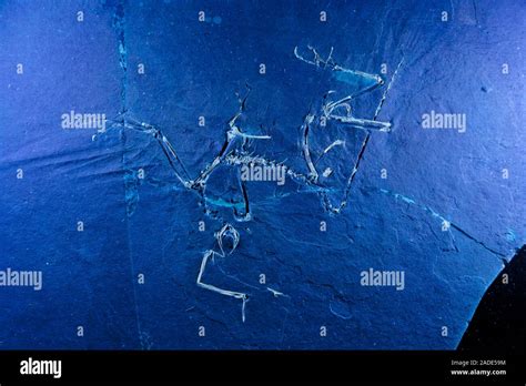 Archaeopteryx Fossil Research Close Up Of A Fossil Of An Archaeopteryx Sp Dinosaur Under Uv