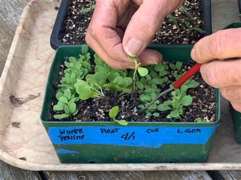 Lettuce Seedlings How To Identify Seedlings In The Vegetable Garden