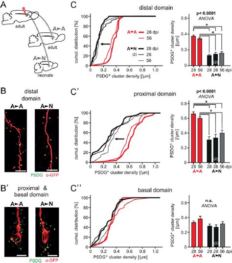 Synaptic Input Patterns Of Gcs Derived From Adult Progenitors A