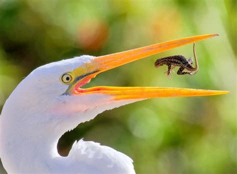 Lizard Snack Album On Imgur