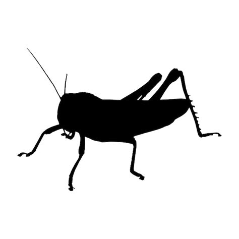 Premium Vector Grasshopper Silhouette Vector Black Color On White