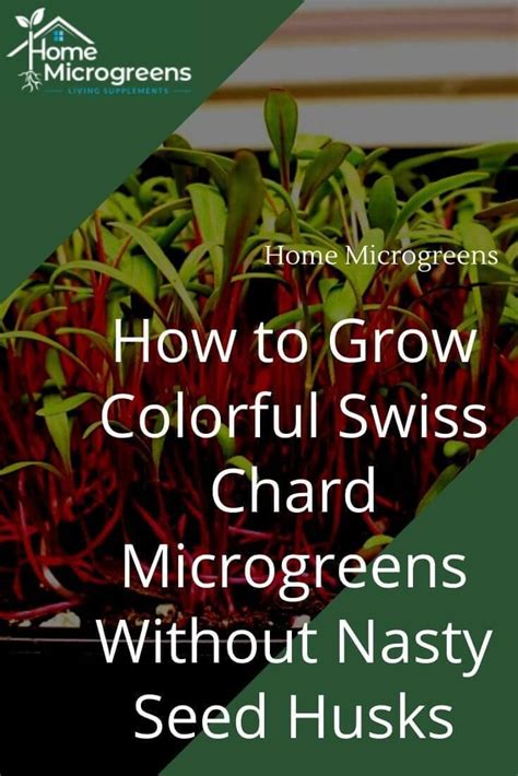 Pin On Microgreen Varieties