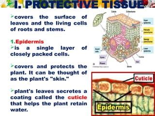 Math Science And Technology Plant Tissue Tpptx