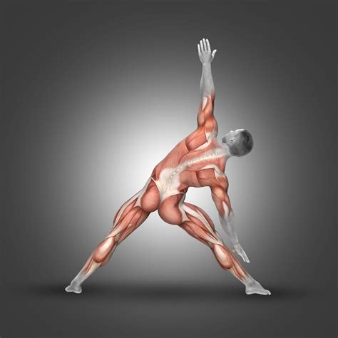 Hip Flexor Trigger Points Unveiled Strategies For Relief And Recovery
