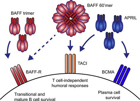 B Cells In Systemic Lupus Erythematosus Rheumatic Disease Clinics