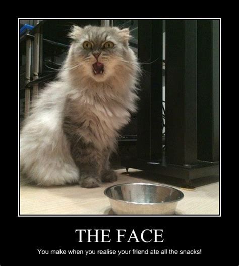 You Are Awesome Cat Meme