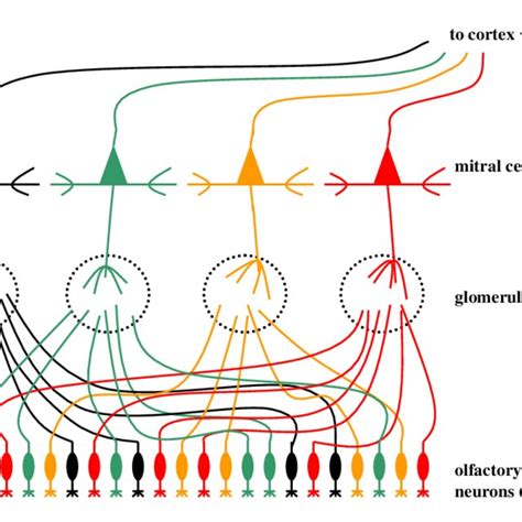 3 The Layers And Cells Of The Olfactory Bulb Layers From Superficial