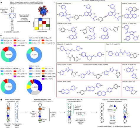 Programming Inactive Rna Binding Small Molecules Into Bioactive