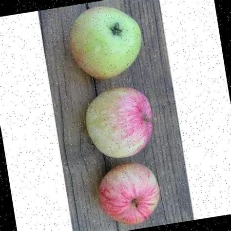 Apples Instance Segmentation Dataset V2 2024 01 01 251pm By Aya Ibrahim Almahasneh