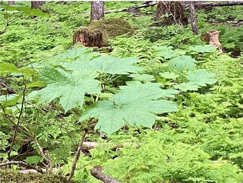 Foodies And Foragers Have You Tried Devils Club Must Read Alaska