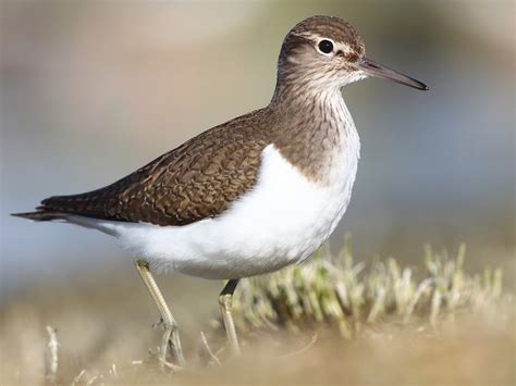 Common Sandpiper All Bird Species