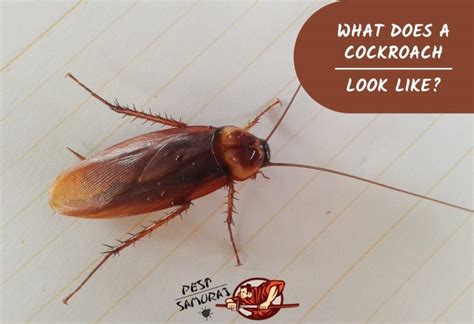 What Does A Cockroach Look Like With Pictures Pest Samurai