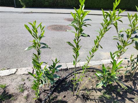Cherry Laurel Pruning Rgardening