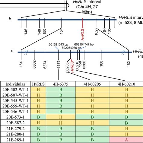 Map Based Cloning Of Hvrlsa Initial Mapping B C Fine Mapping D