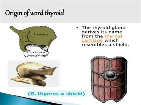 Thyriod Gland Anatomy And Physiology Pptx