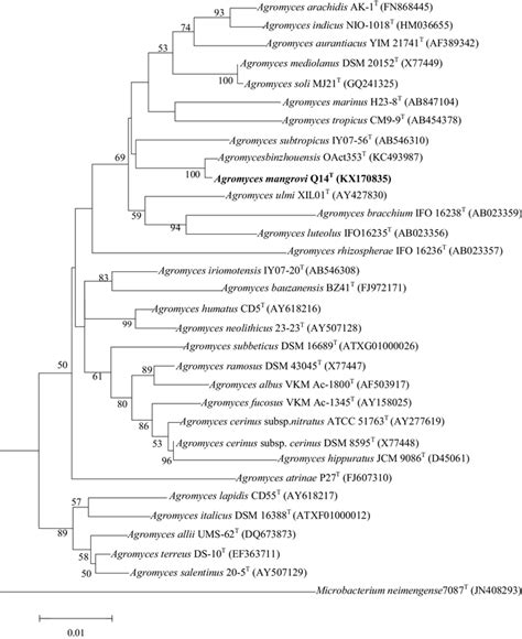 Neighbour Joining Tree Based On 16s Rrna Gene Sequences Showing The Download Scientific