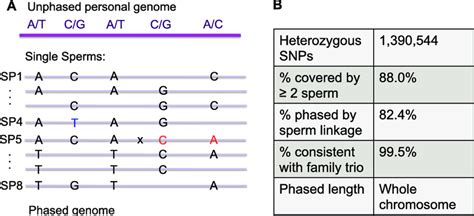 Principle Of Whole Genome Phasing Of An Individual Using The Snp Download Scientific Diagram