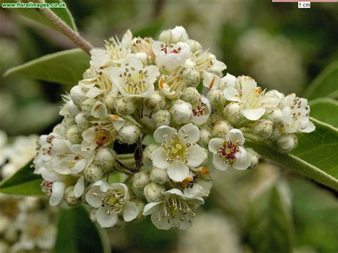 Cotoneaster Tomentosus Picture 3 Of 7