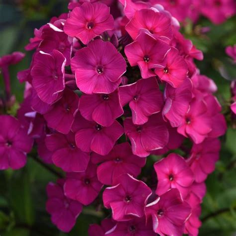 Phlox Paniculata Garden Phlox Super Ka Pow™ Fuchsia Berwyn Plants