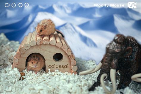 Scientists Announce Theyre Created A Woolly Mouse Exclusive