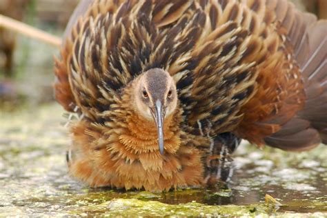 King Rail Audubon Field Guide